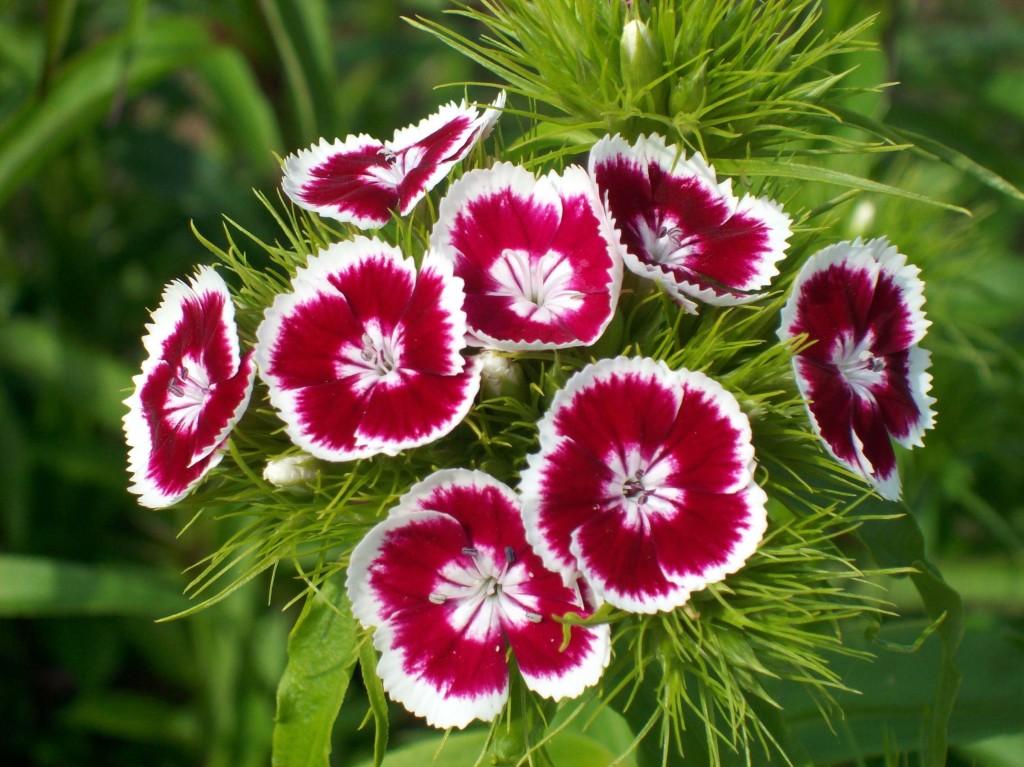 Dianthus barbatus Clavel del poeta, clavelina, clavel chino, minutisa ...