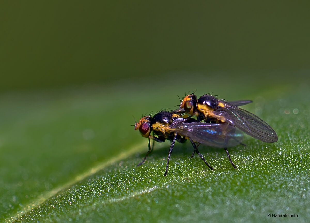 Plagas que afectan a las plantas ornamentales