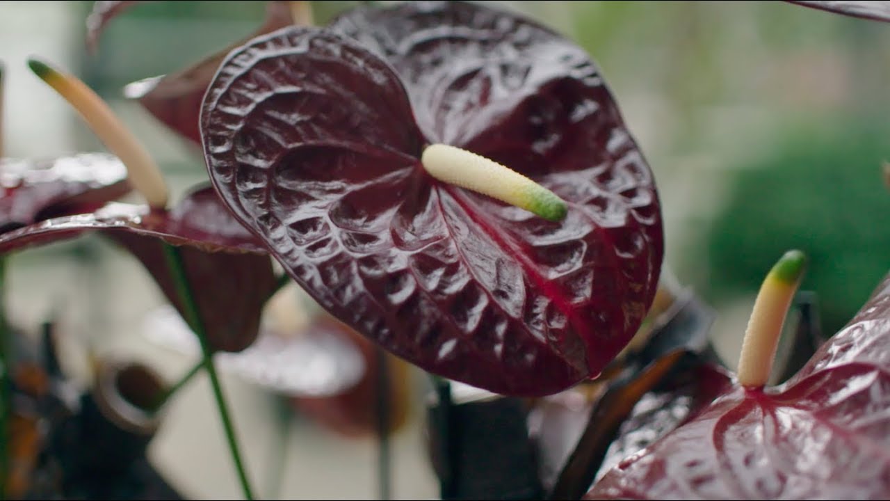 Anturios de colores exóticos. Todos los colores de anturios que existen