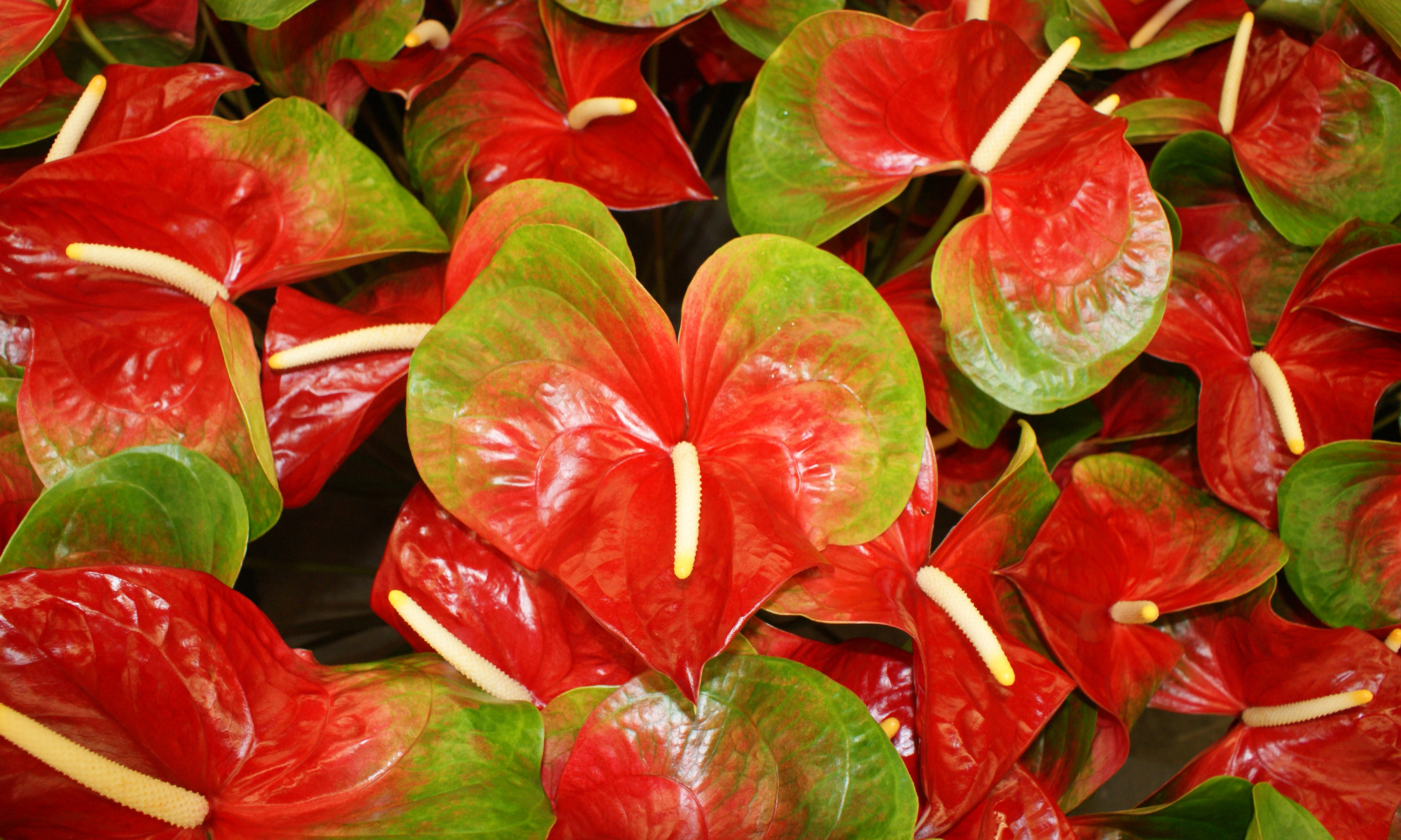 Anturios de colores exóticos. Todos los colores de anturios que existen