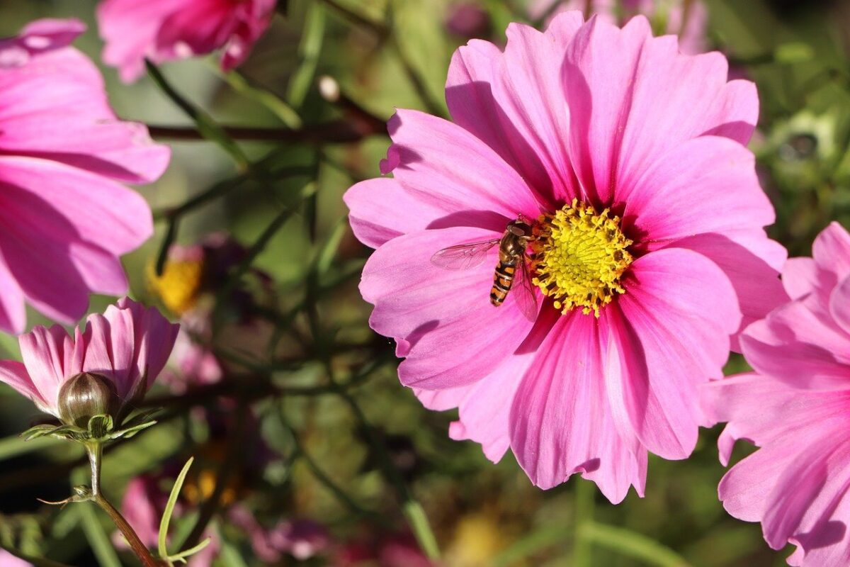 Consejos para el cuidado de la flor de cosmos