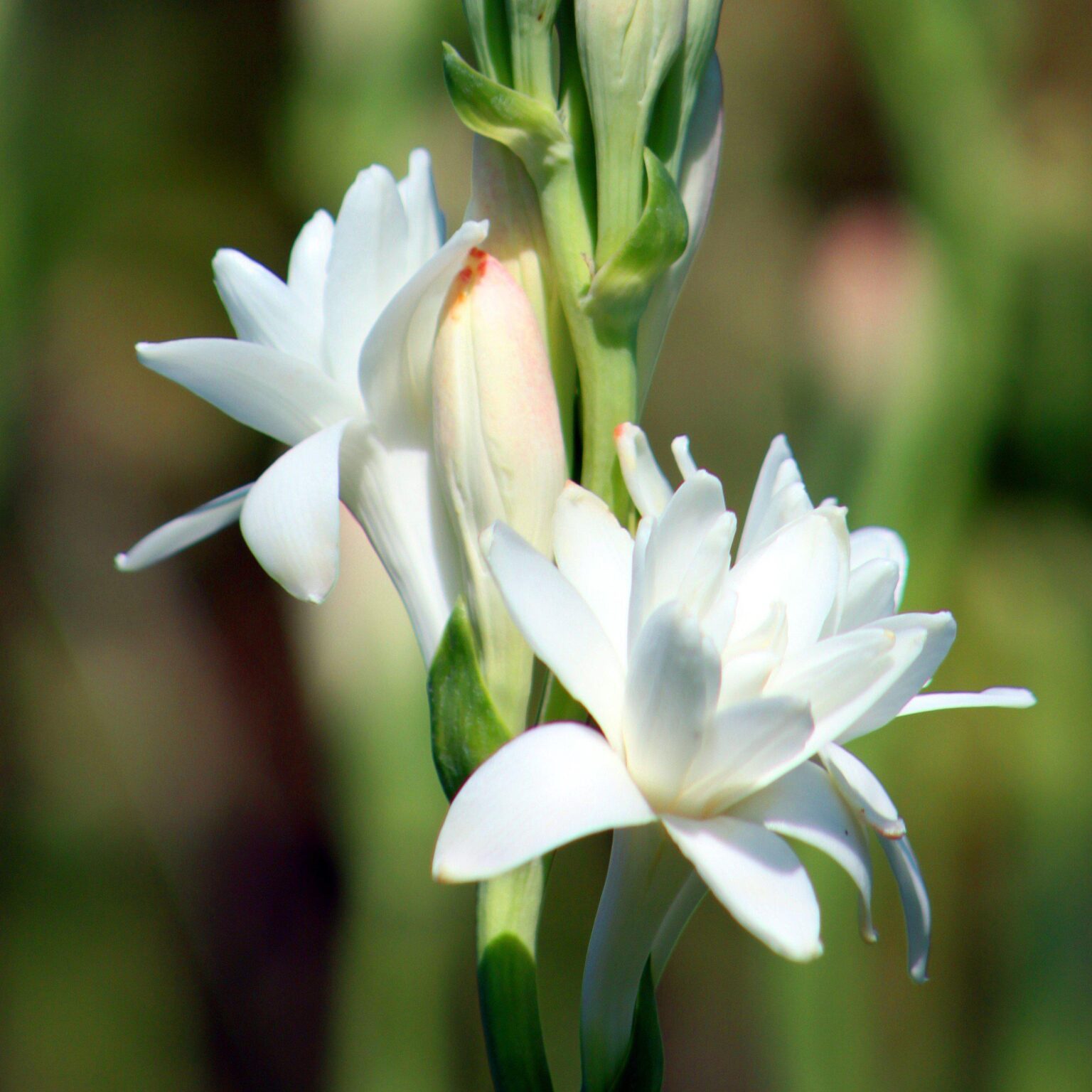 Cultivo y cuidados del nardo, significado de sus flores