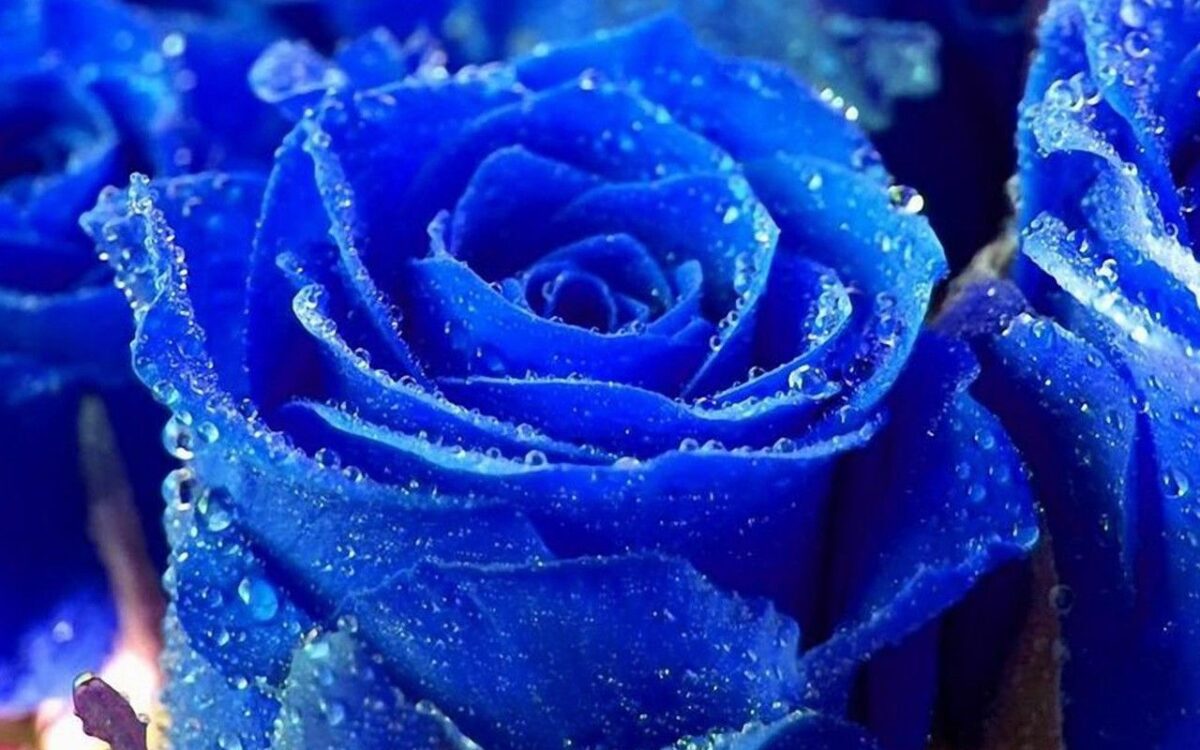 ¿Cuál es el significado de las flores azules?