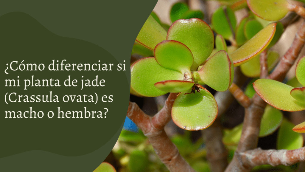 ¿Cómo diferenciar si mi planta de jade (Crassula ovata) es macho o hembra?